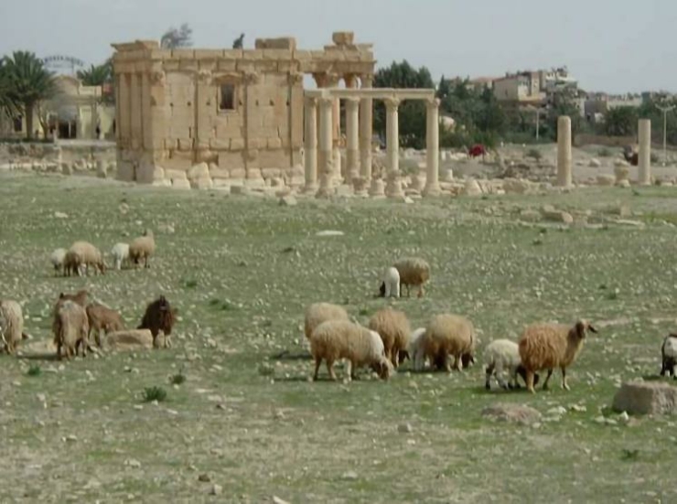 Exploring the Origins and Spread of Awassi Sheep - Palmyrene Voices