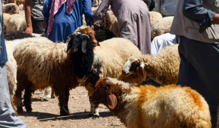 Exploring the Origins and Spread of Awassi Sheep - Palmyrene Voices