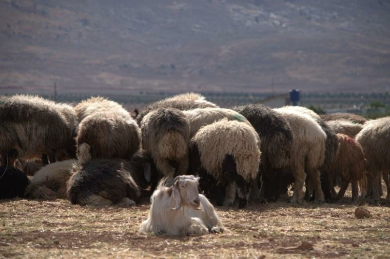 Exploring the Origins and Spread of Awassi Sheep - Palmyrene Voices